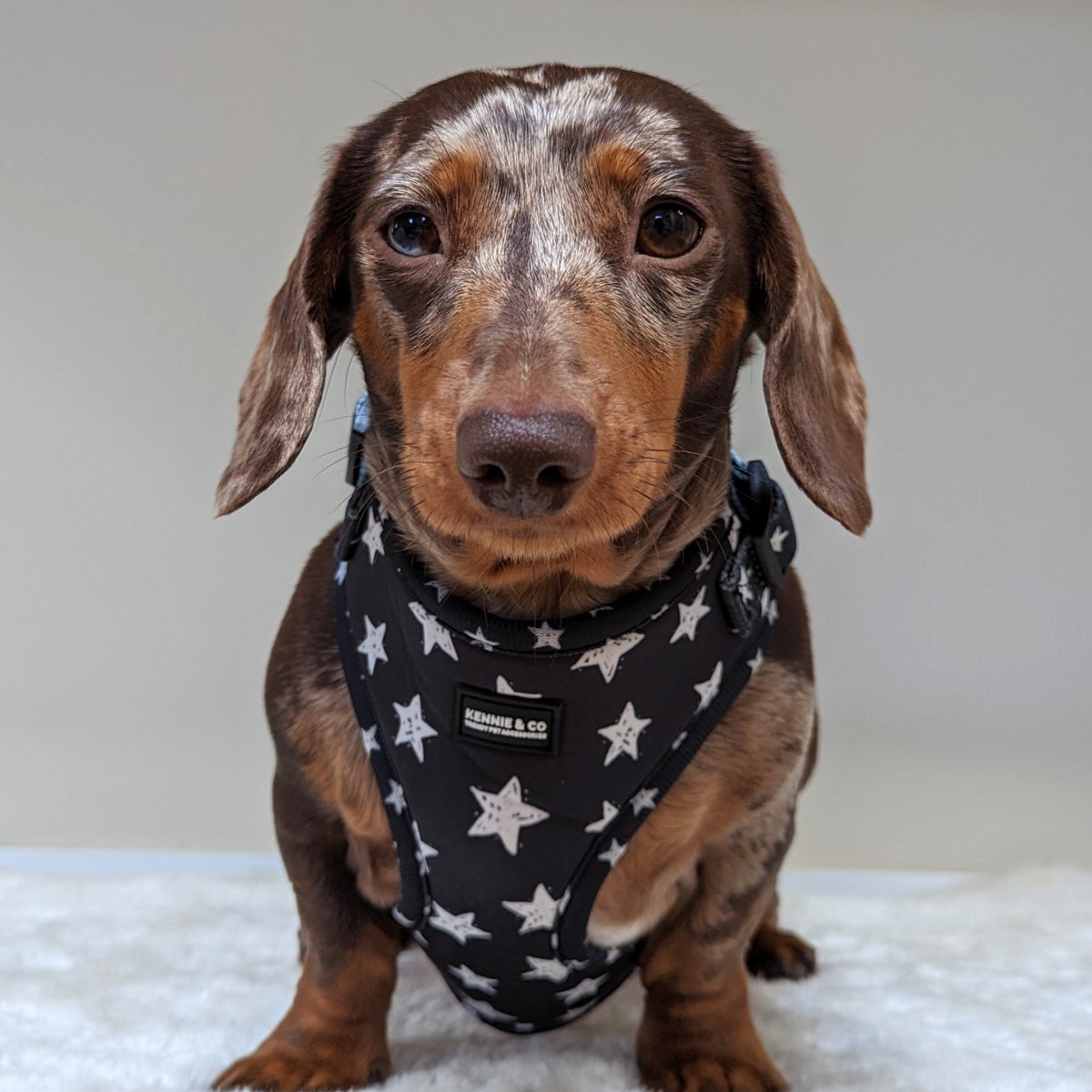 The "Nova" Dog Harness | Black White Star Pattern – kennieandco