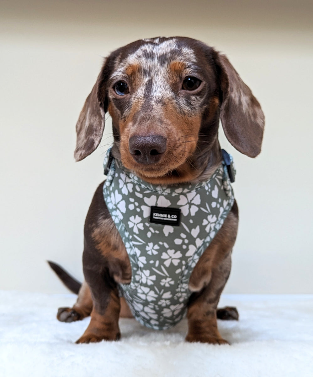 The "Clover" Dog Harness | Green White Clover – kennieandco